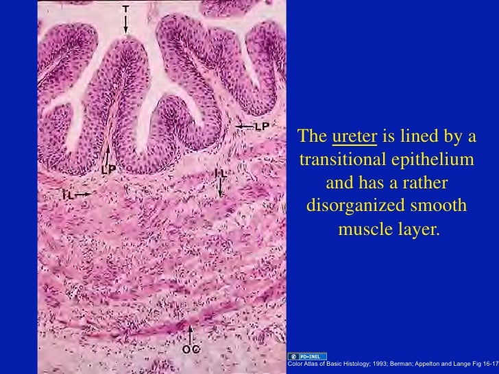 Histology Urinary System