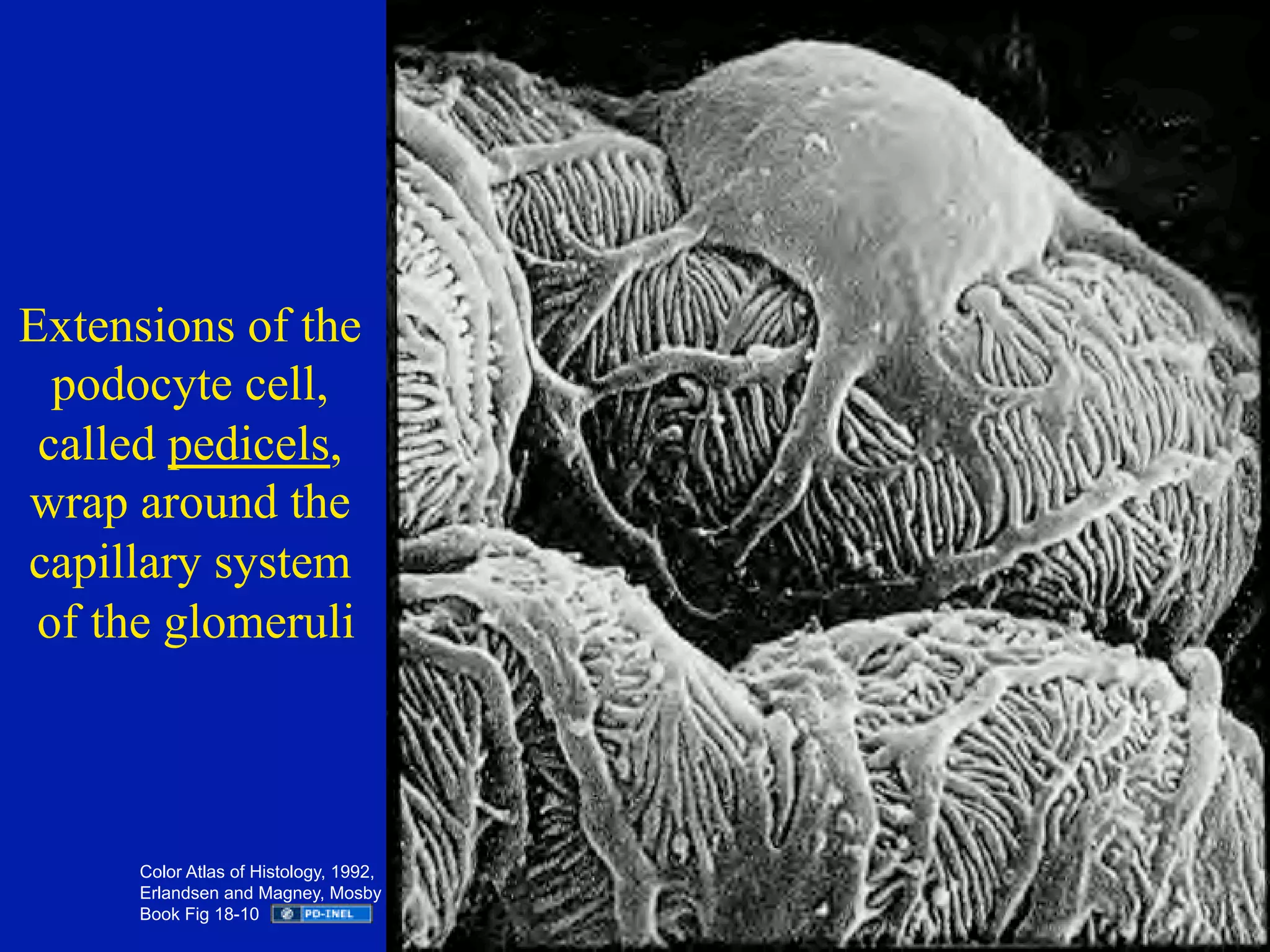 12.08.08: Histology of the Urinary Tract | PDF