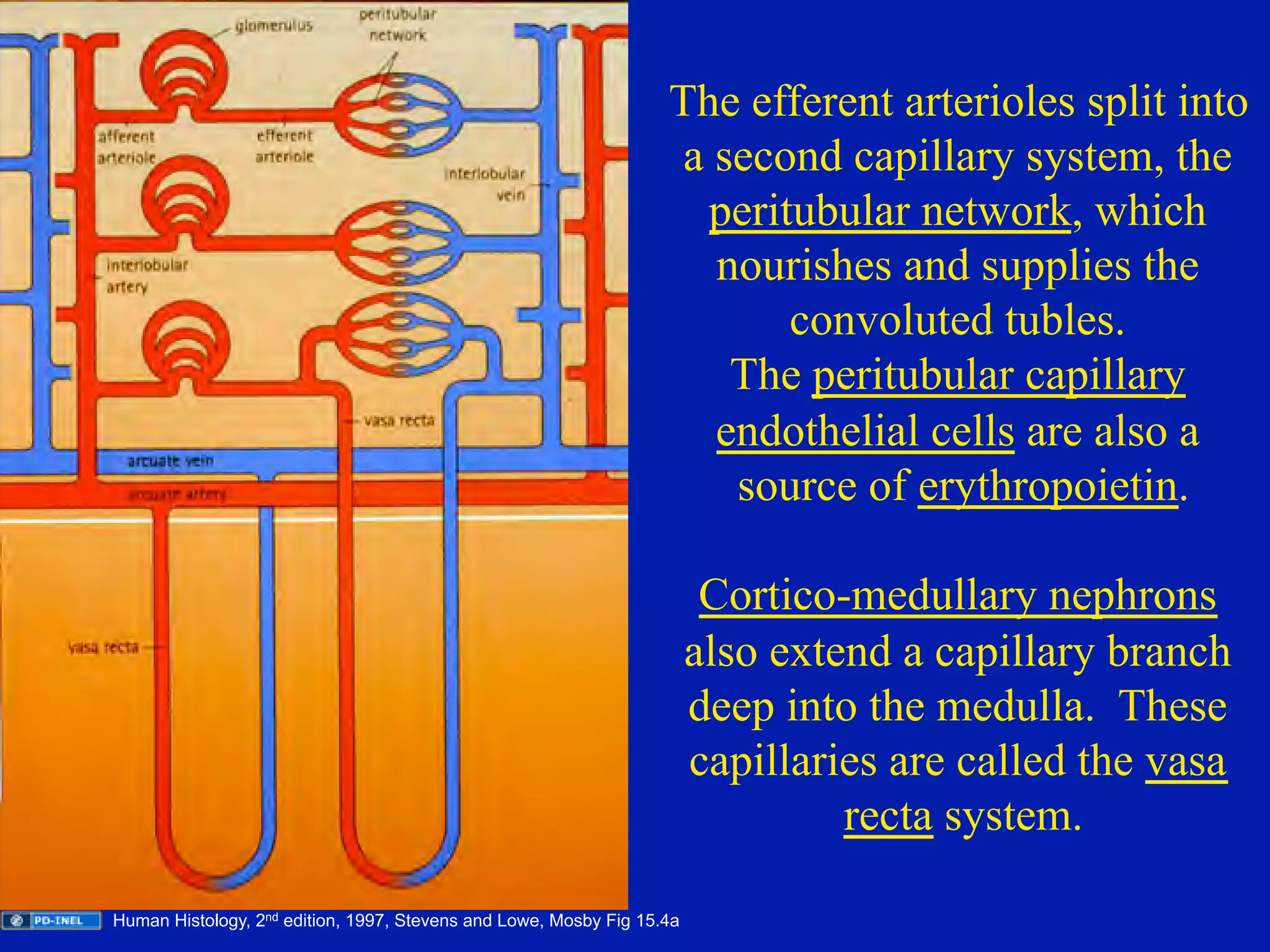 12.08.08: Histology of the Urinary Tract | PDF