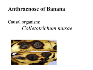 Banana diseases | PPTX
