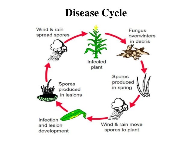 Banana diseases