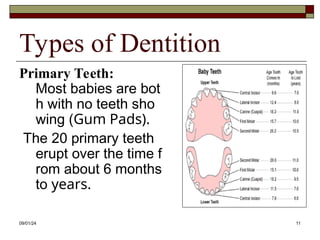 120829890saddaf-Dental-Anatomy-for-MBBS.ppt