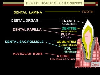 120829890saddaf-Dental-Anatomy-for-MBBS.ppt
