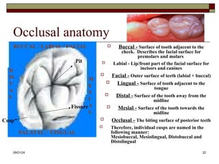 120829890saddaf-Dental-Anatomy-for-MBBS.ppt