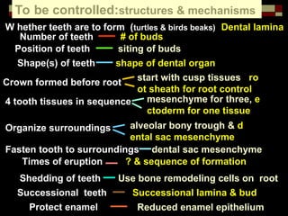 120829890saddaf-Dental-Anatomy-for-MBBS.ppt