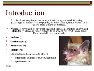 120829890saddaf-Dental-Anatomy-for-MBBS.ppt