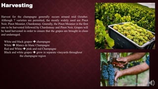 Champagne Production Process ( Fermentation Technology ).pptx