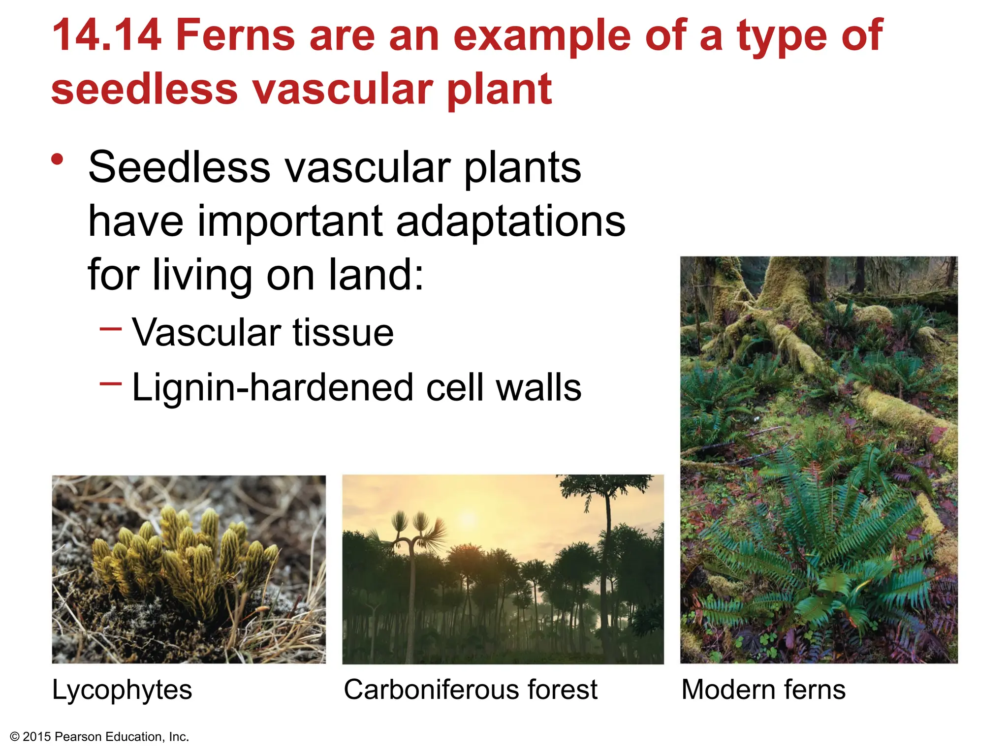 24biodiversity 2 Plants Protists Algae Ppt 2217