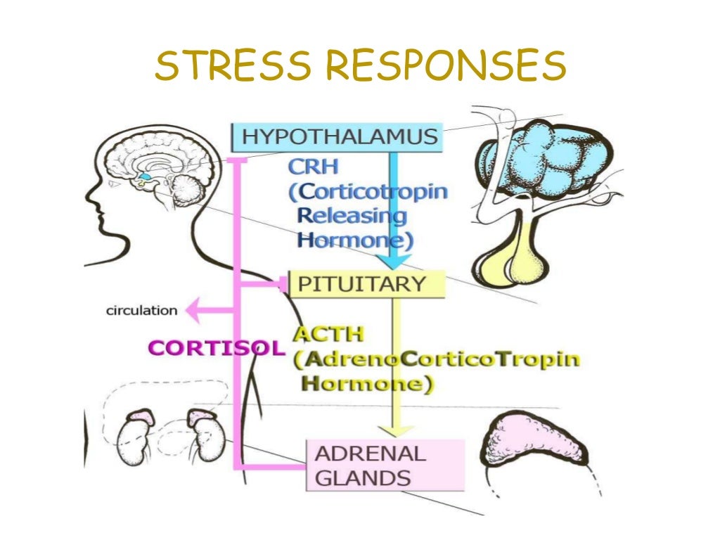 121. HPA Axis and Stress Theories