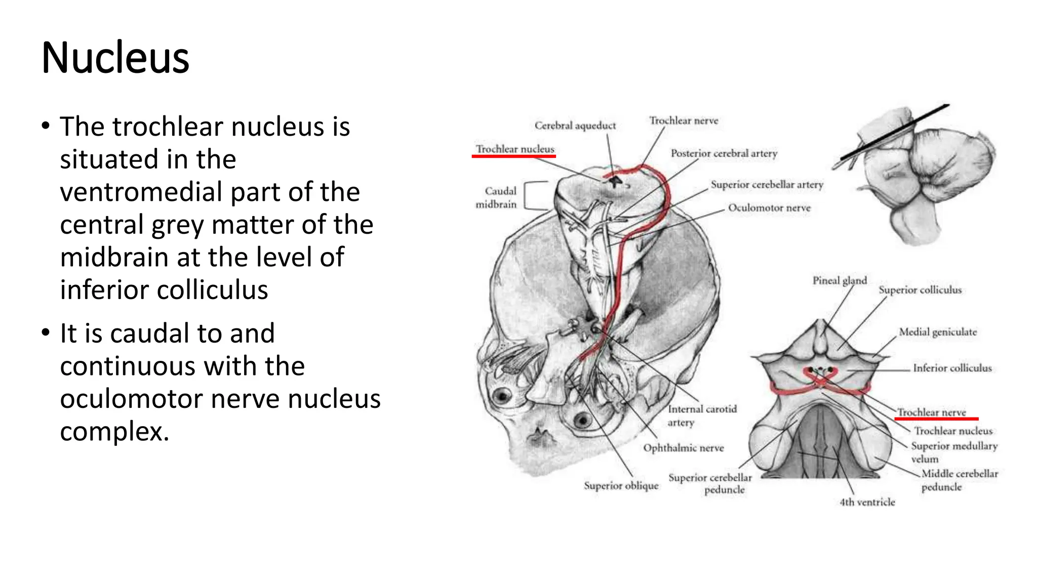 Anatomy of trochlear nerve ophthalmology.pptx