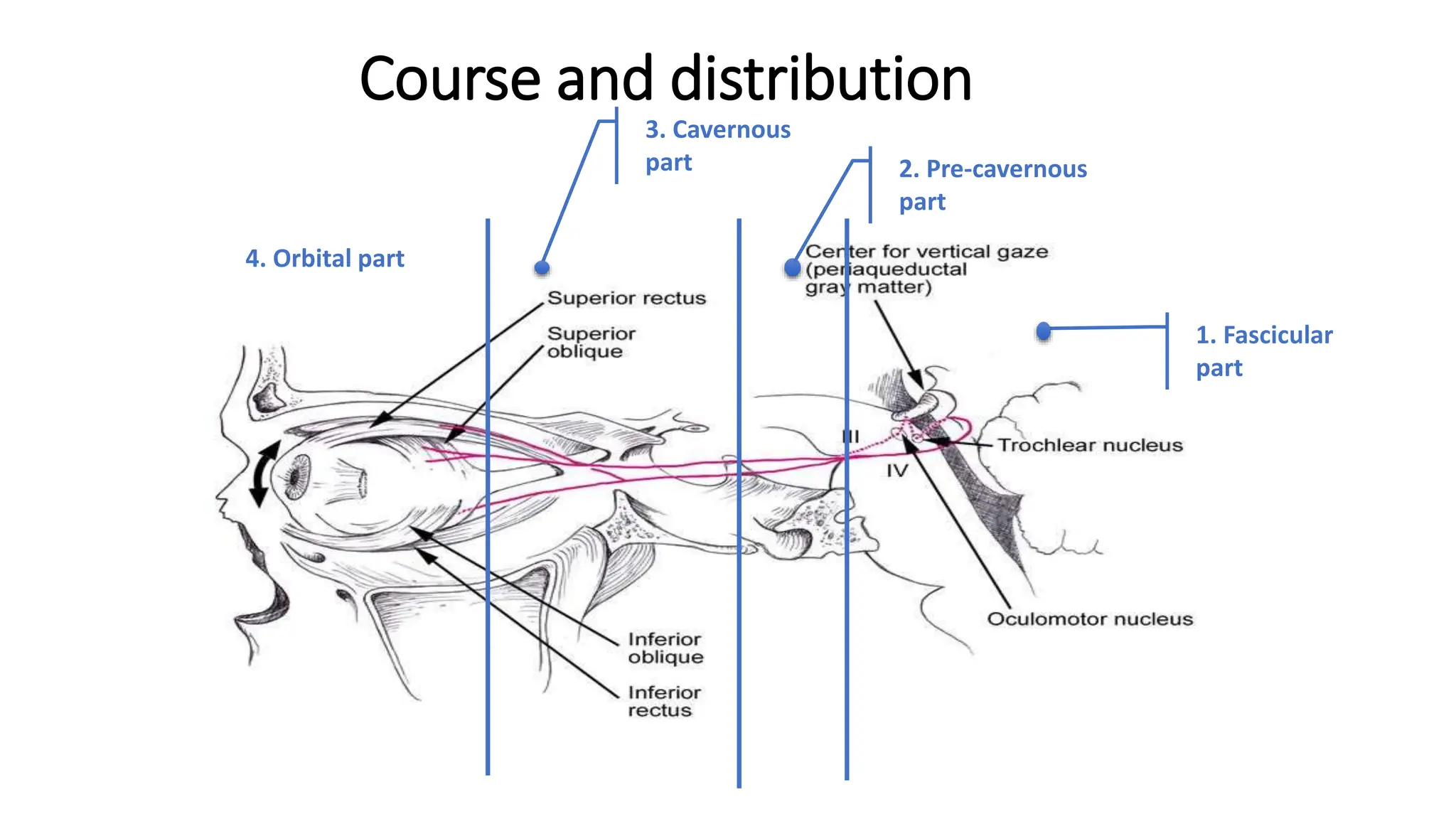 Anatomy of trochlear nerve ophthalmology.pptx