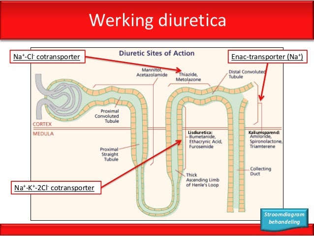Hartfalen / decompensatio cordis