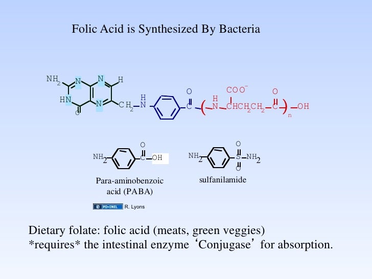 Folic Acid Pathway In Bacteria