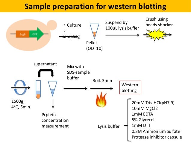 Cell Lysis Buffer Recipe Western Blot – Besto Blog