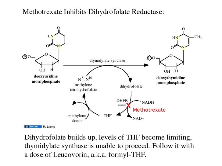 12.12.08: Nucleotide Metabolism