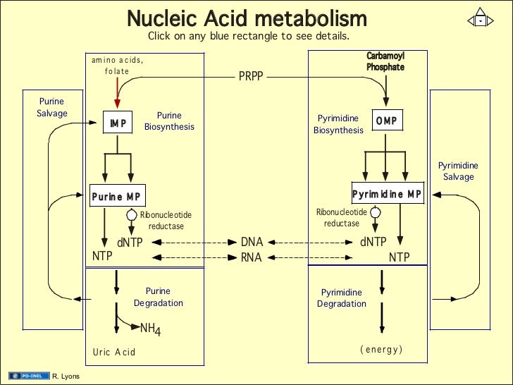 12.12.08: Nucleotide Metabolism