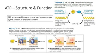 8 - Metabolism and Transfering Energy - Part One | PPT