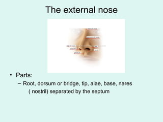 12130764 nose | PPT