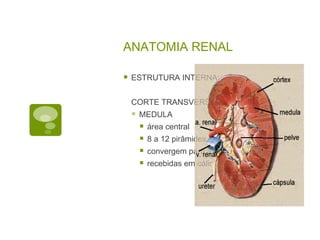Anatomia Renal | PPT