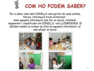 12 13 p4 b 1 projecte conills | PPT