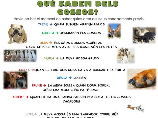 12 13 p4 b 2n projecte gossos