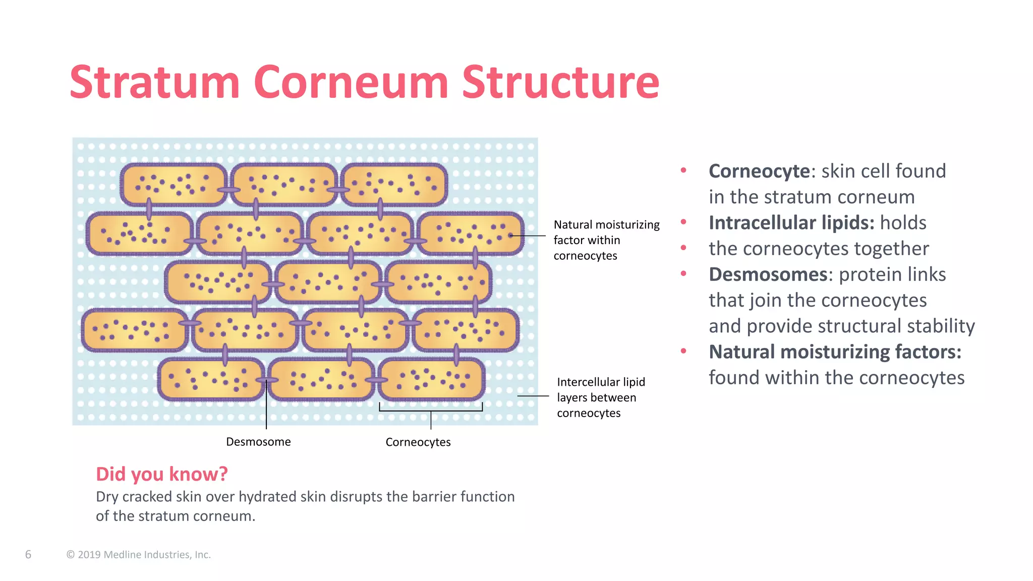 Skin Anatomy & Physiology | PDF