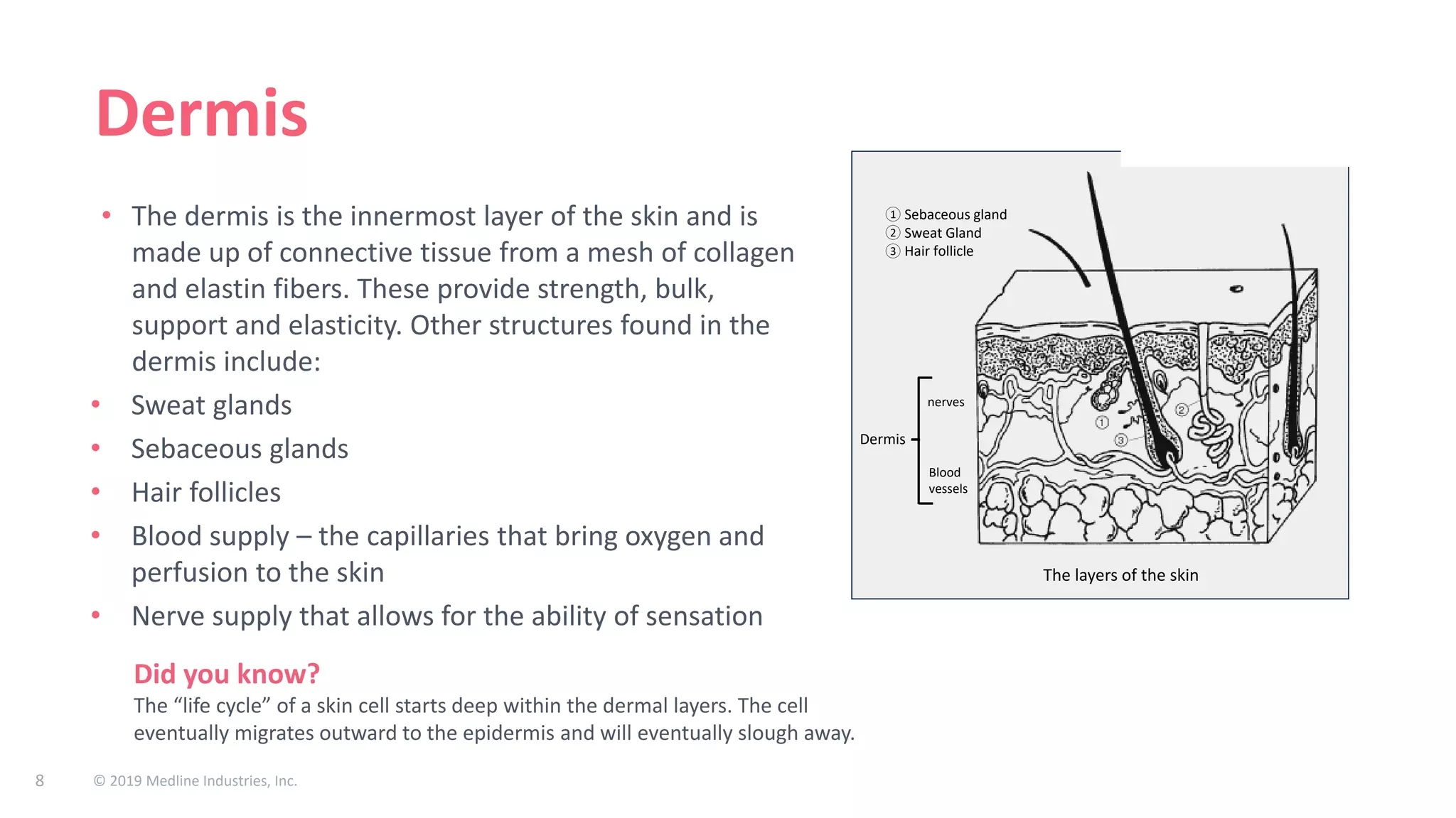 Skin Anatomy & Physiology | PDF
