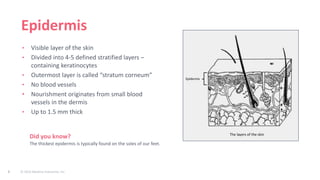 Skin Anatomy & Physiology | PDF