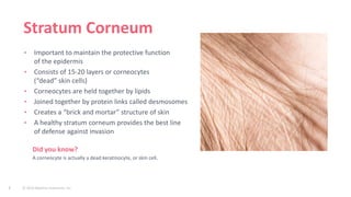 Skin Anatomy & Physiology | PDF