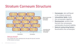 Skin Anatomy & Physiology | PDF