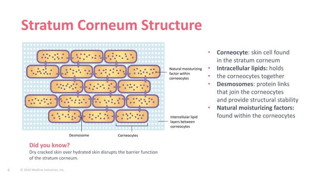 Skin Anatomy & Physiology | PDF | Skin and Dermatology | Diseases and ...