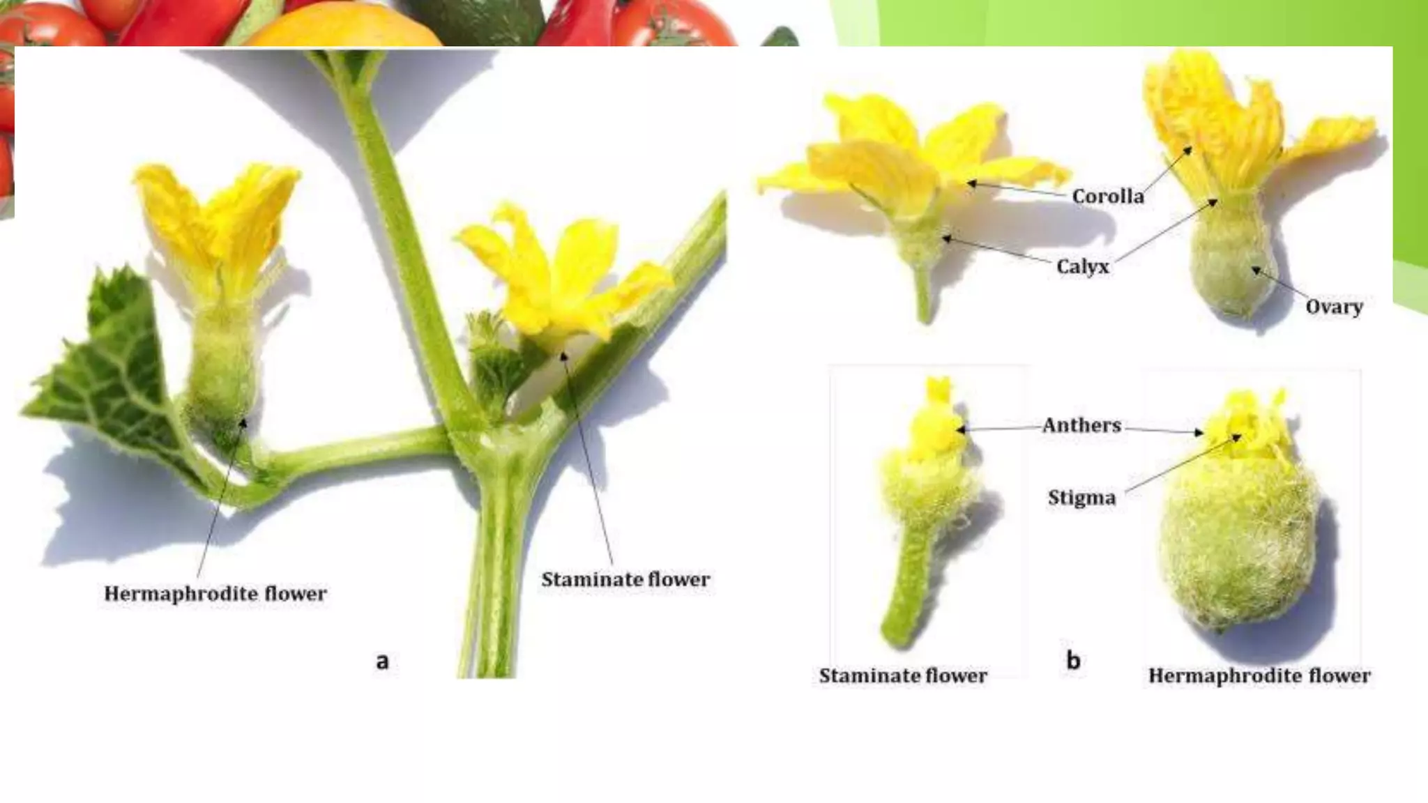 Floral biology of cucurbit seed technology | PPTX