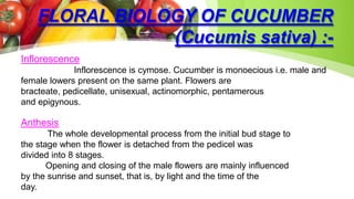 Floral biology of cucurbit seed technology | PPTX