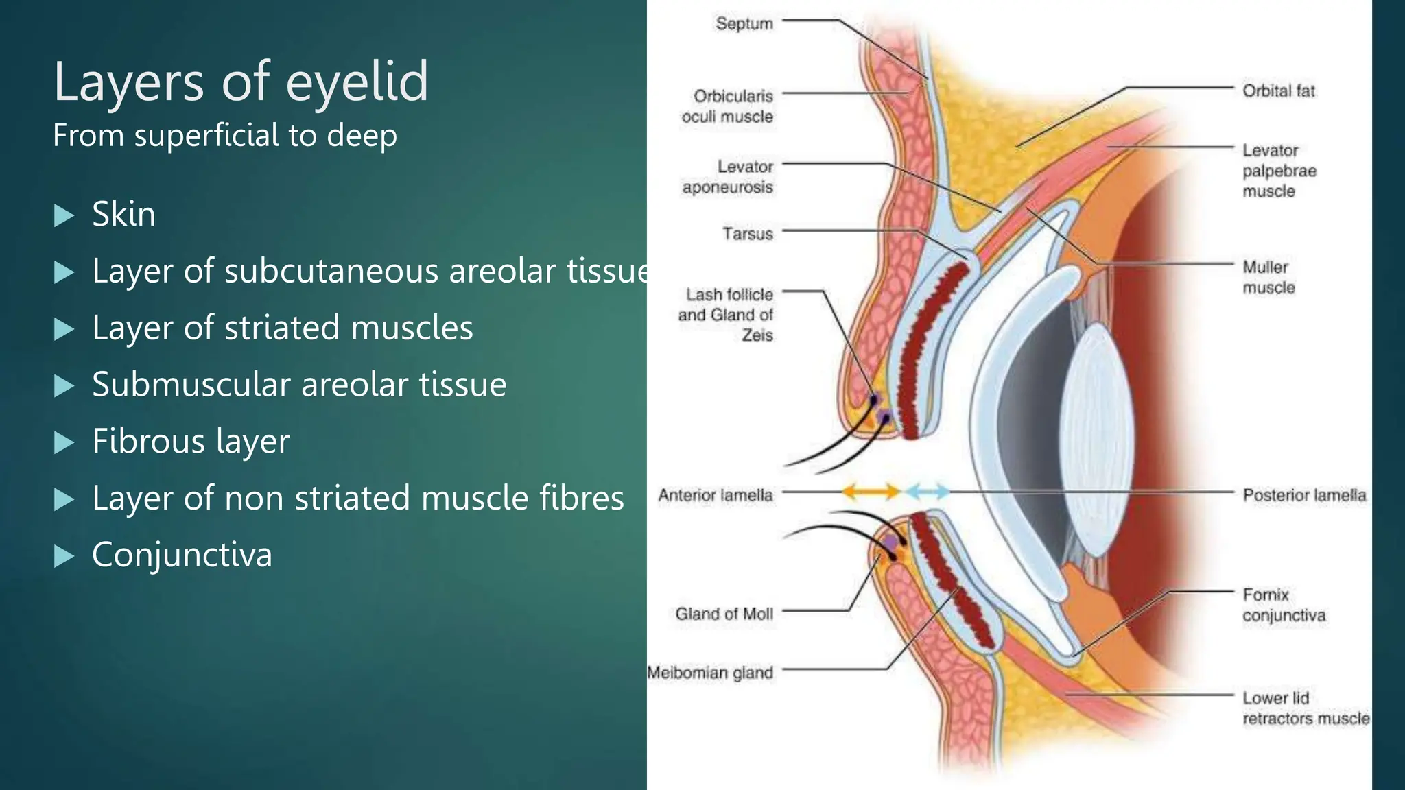 anatomy of eyelid ophthalmology presentation | PPTX