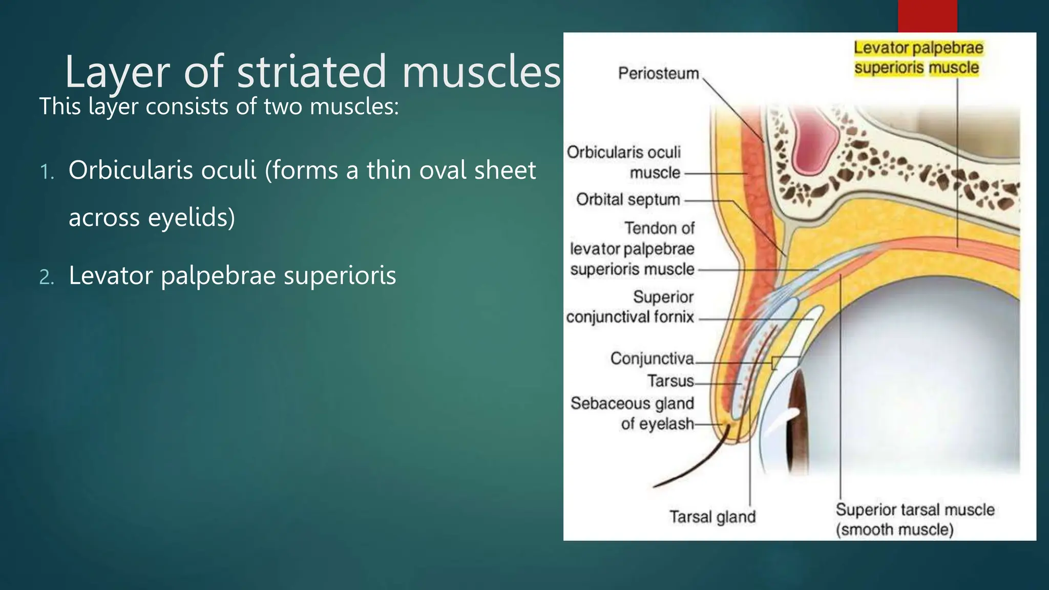 anatomy of eyelid ophthalmology presentation | PPTX