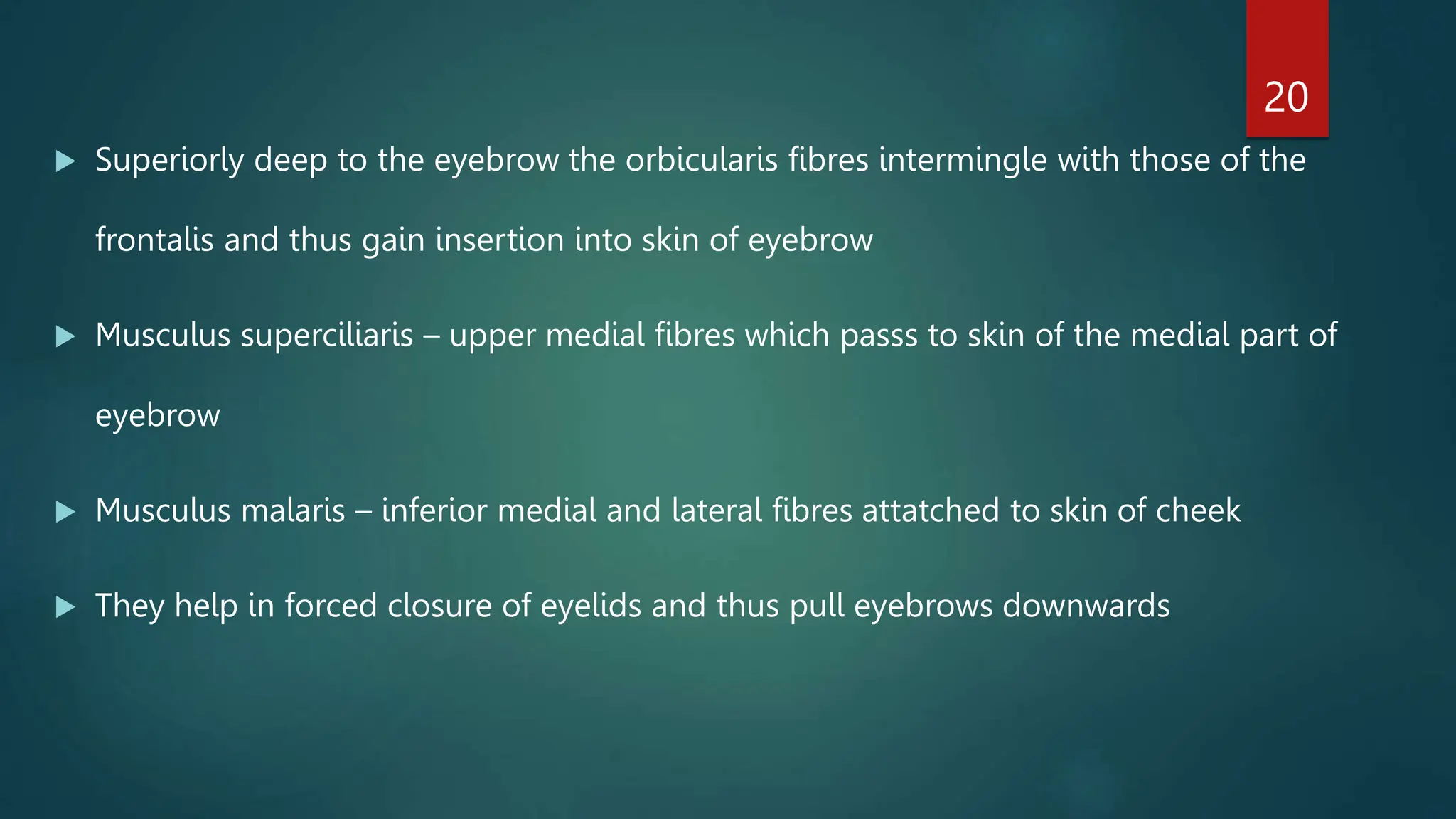anatomy of eyelid ophthalmology presentation | PPTX