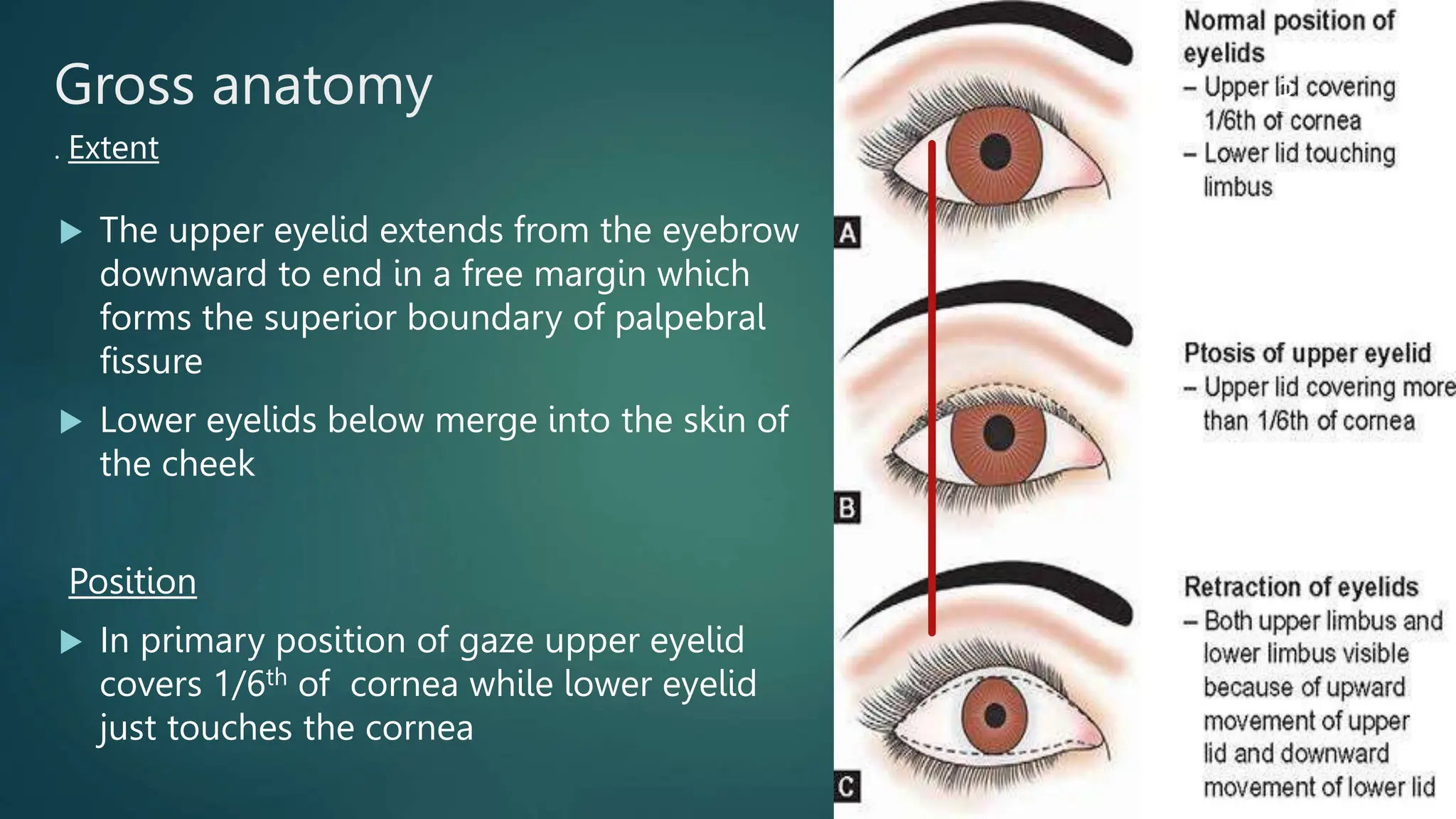 anatomy of eyelid ophthalmology presentation | PPTX
