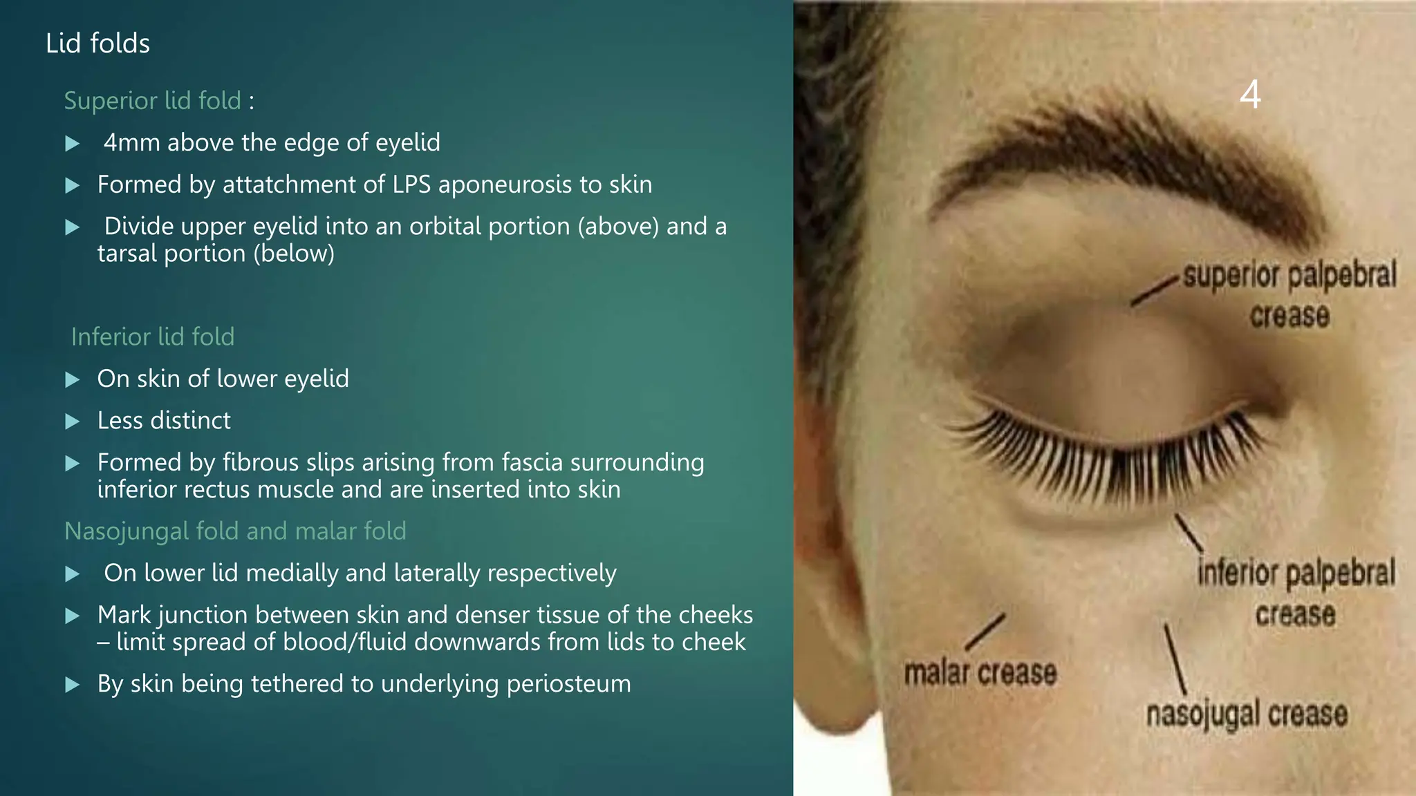 anatomy of eyelid ophthalmology presentation | PPTX