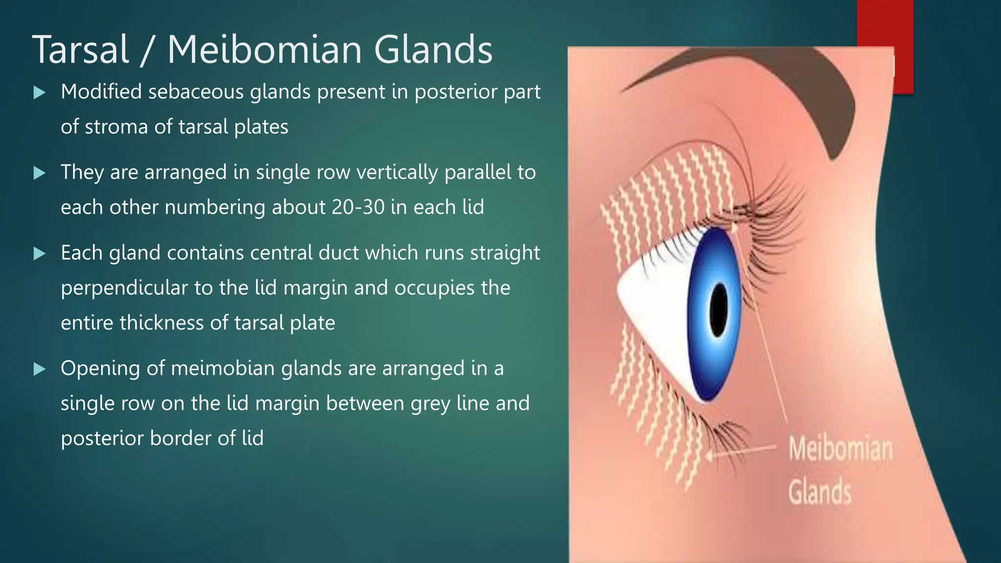 anatomy of eyelid ophthalmology presentation | PPTX