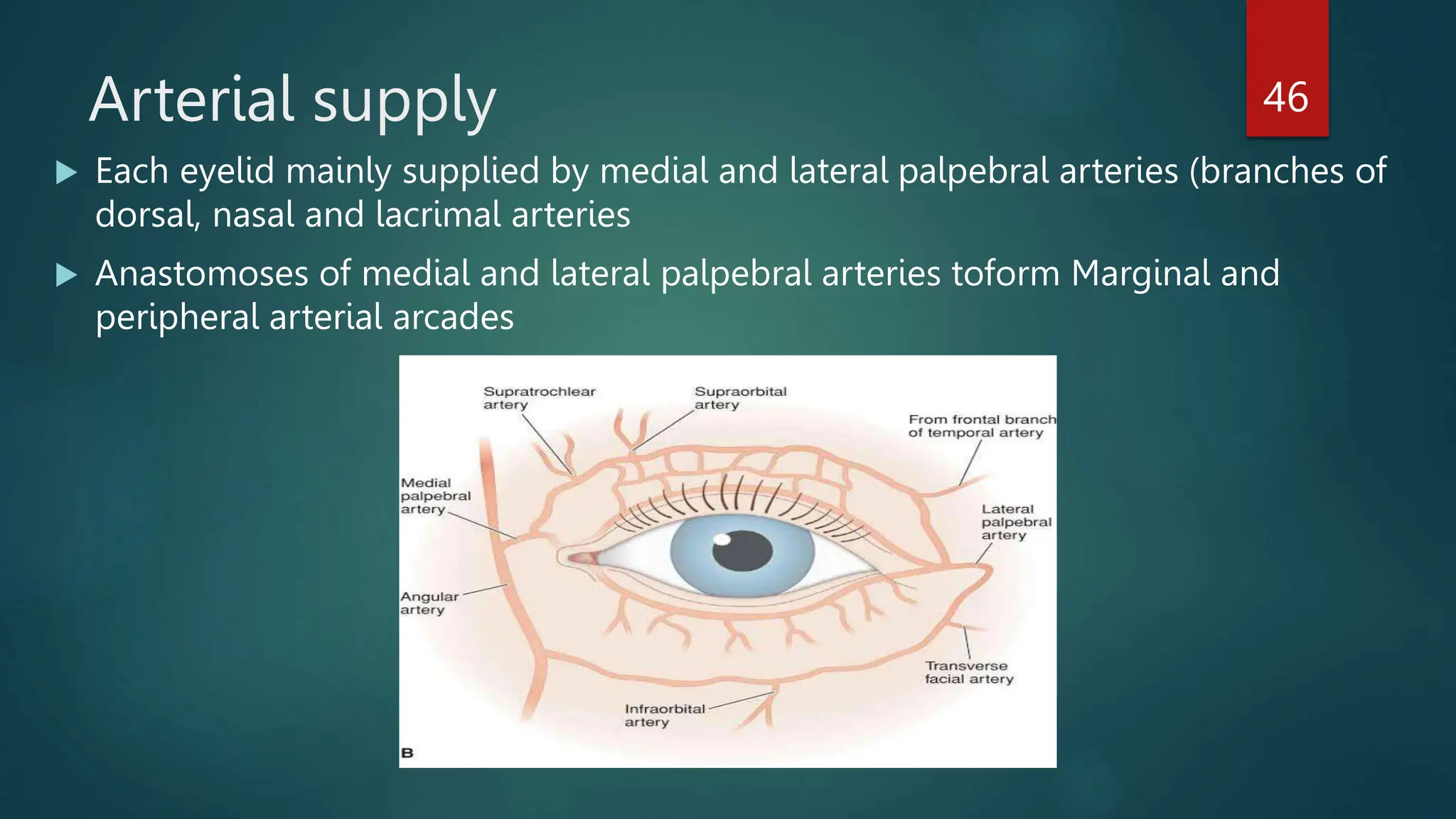 anatomy of eyelid ophthalmology presentation | PPTX