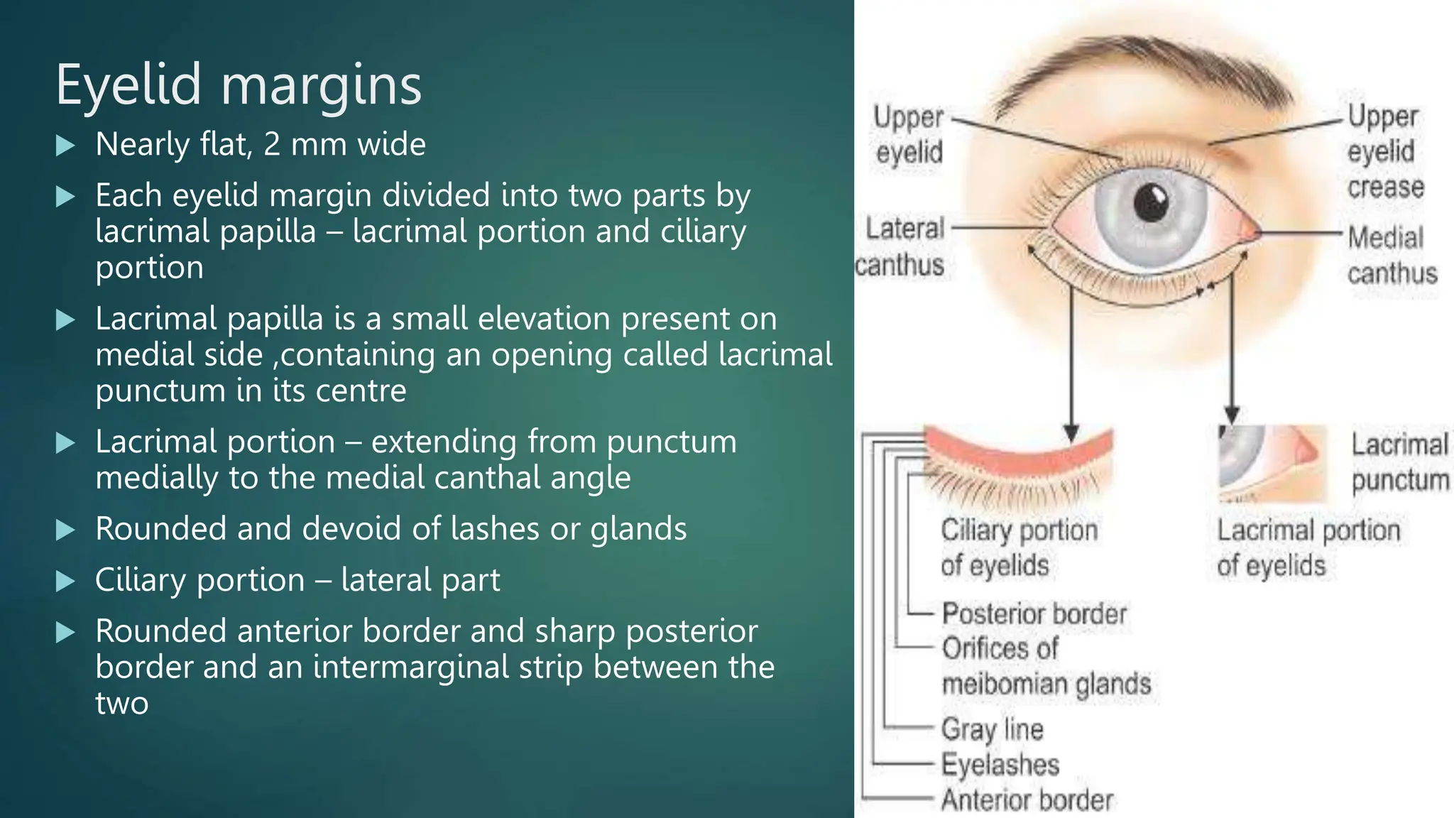 anatomy of eyelid ophthalmology presentation | PPTX