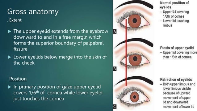 anatomy of eyelid ophthalmology presentation | PPTX | Eye and Vision ...