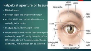 anatomy of eyelid ophthalmology presentation | PPTX