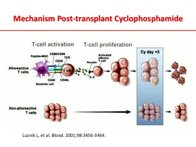 Updates for Haploidentical Donor Transplant