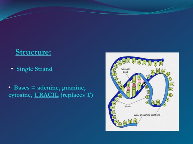 122224219-DNA-RNA-Protein-Synthesis.pptx | Programming Languages ...
