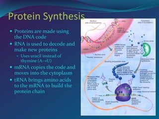 122224219-DNA-RNA-Protein-Synthesis.pptx | Programming Languages ...