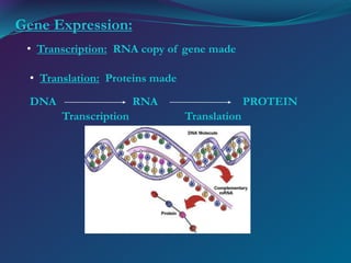 122224219-DNA-RNA-Protein-Synthesis.pptx | Programming Languages ...