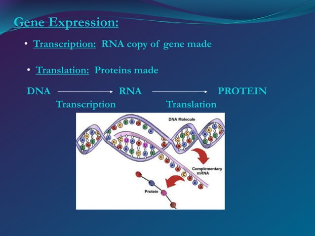 122224219-DNA-RNA-Protein-Synthesis.pptx | Programming Languages | Computing