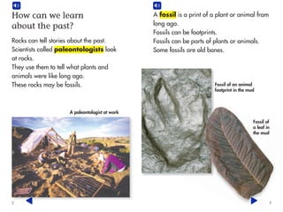 Fossils and Dinosaurs | PDF