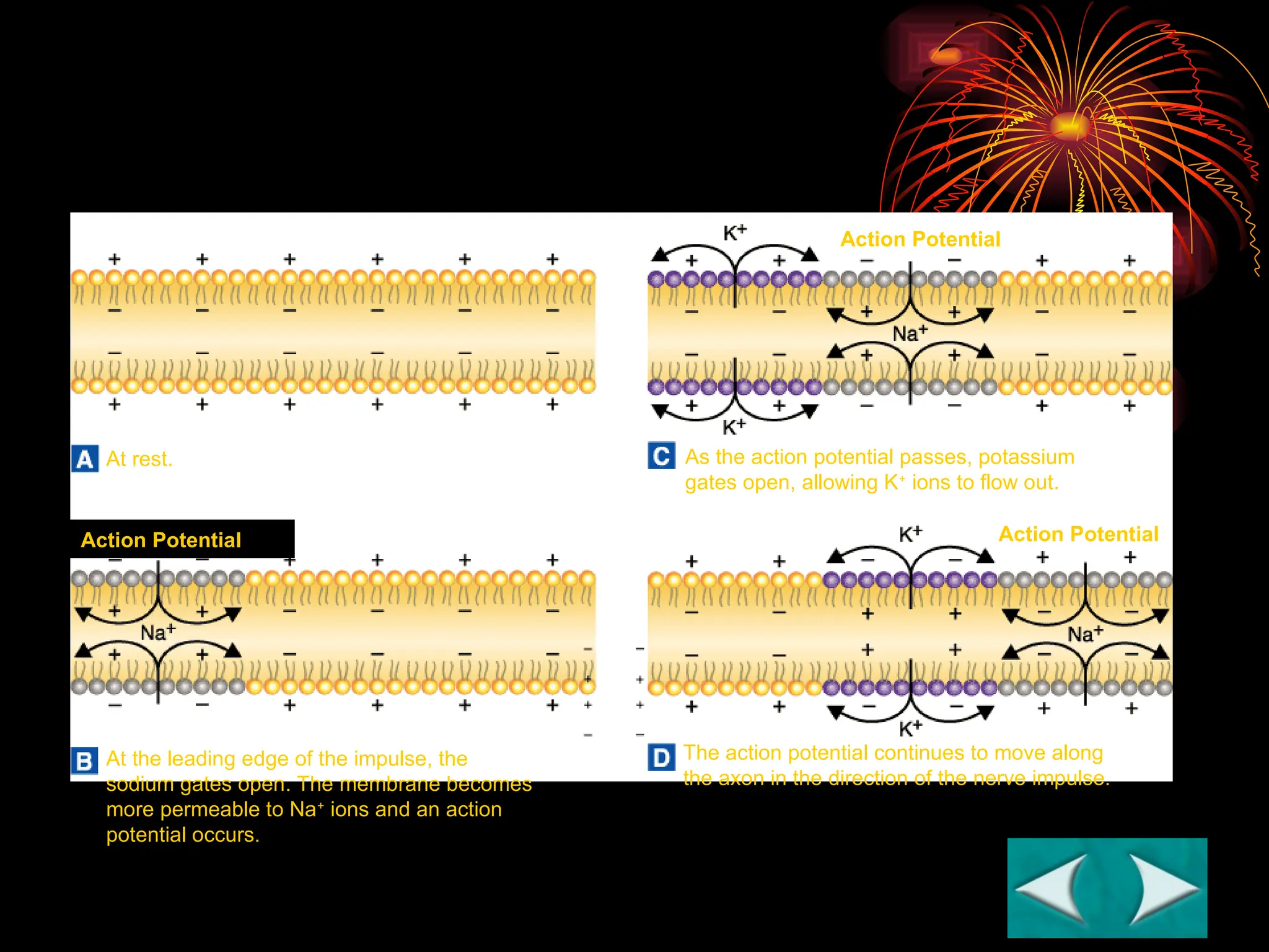 how does the-nervous-system-powerpoint.ppt
